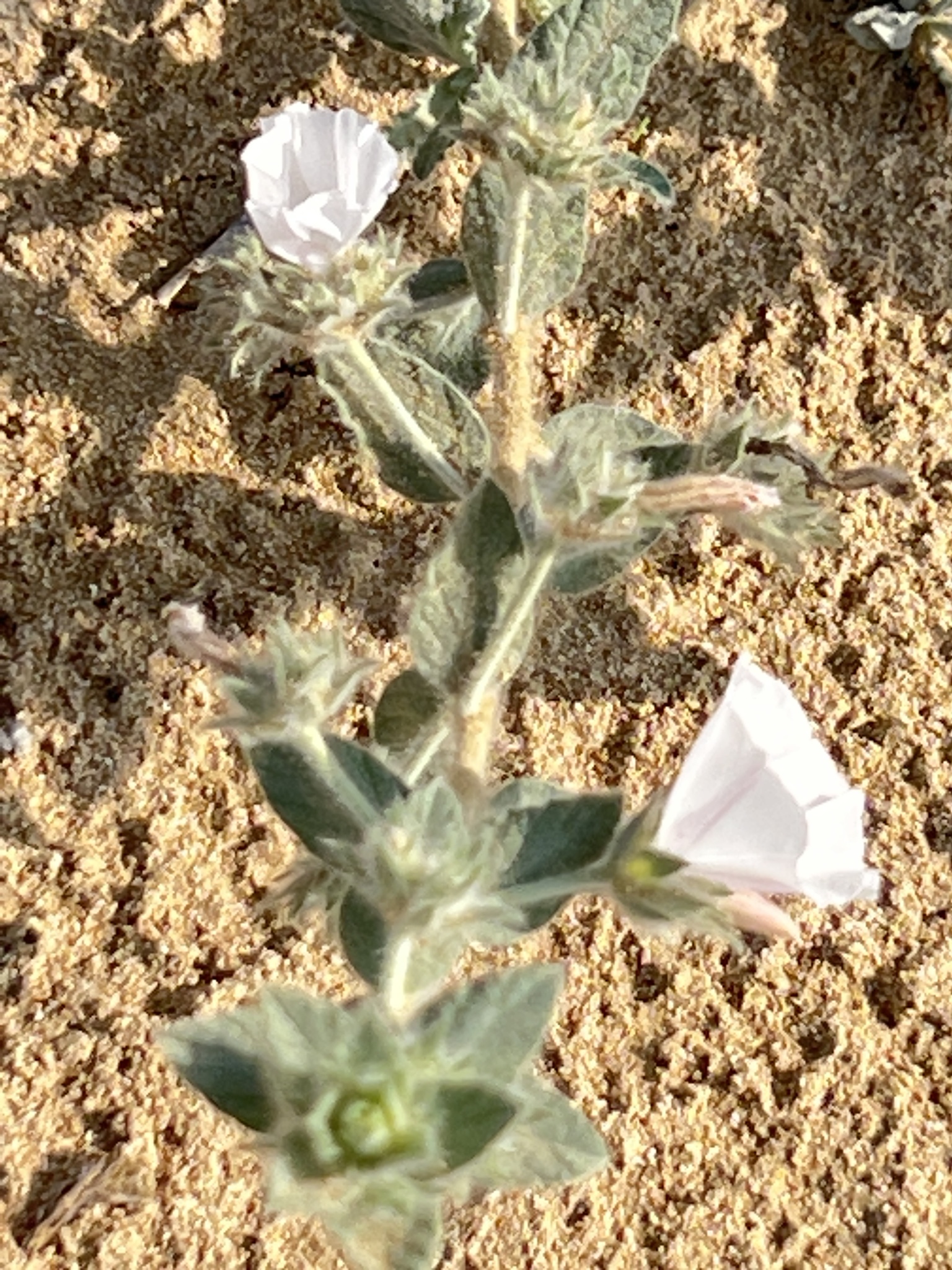Convolvulus cephalopodus Boiss.