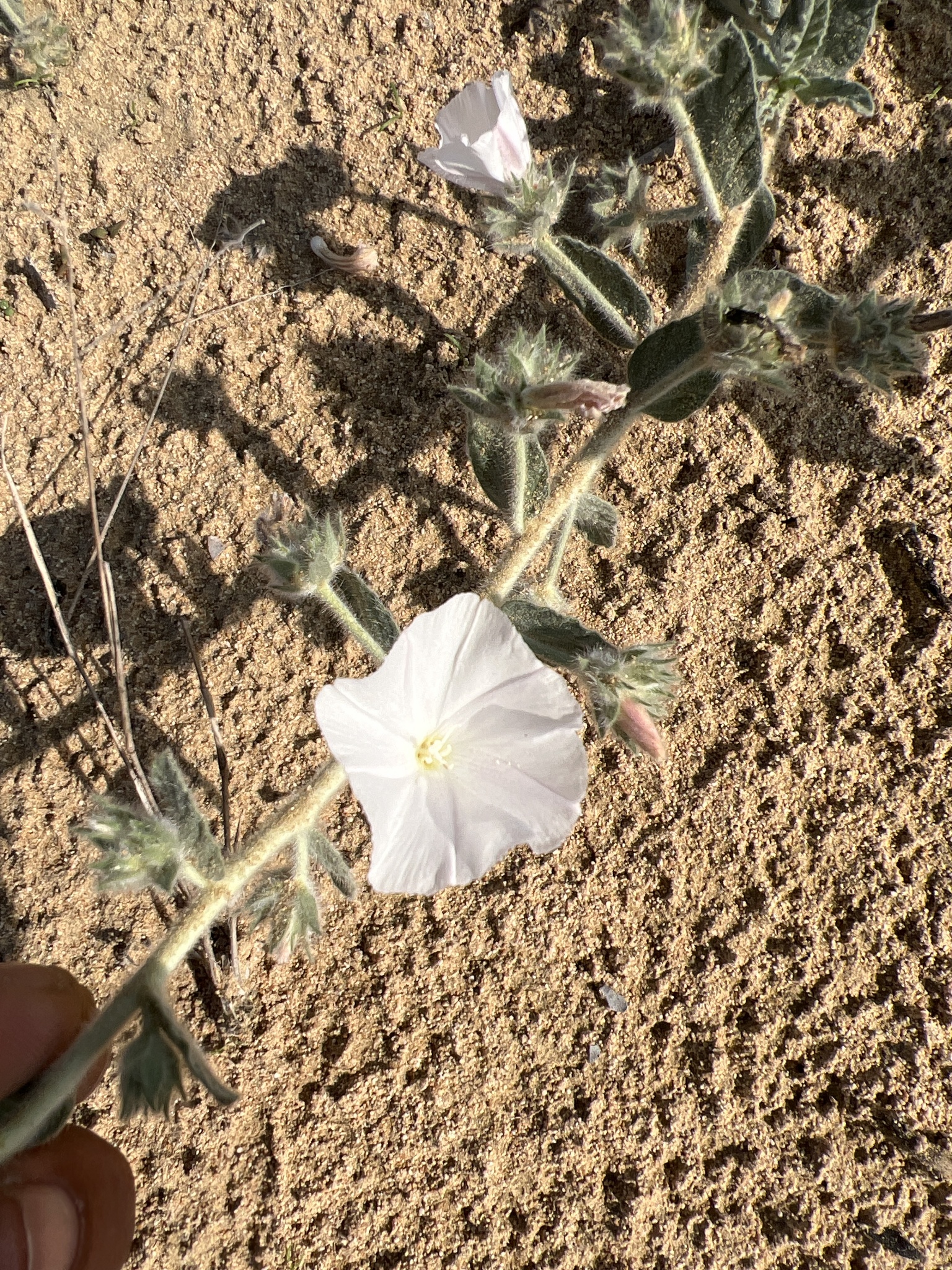 Convolvulus cephalopodus Boiss.