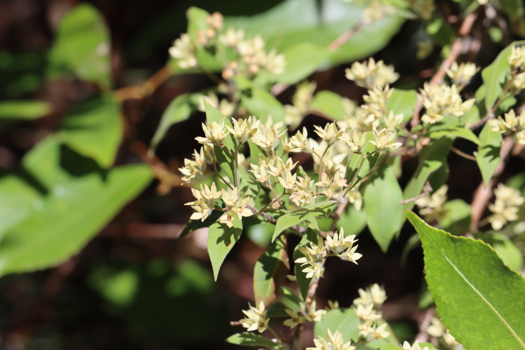 Grey Myrtle from Blue Mountains Nat'l Park NSW 2787, Australia on ...