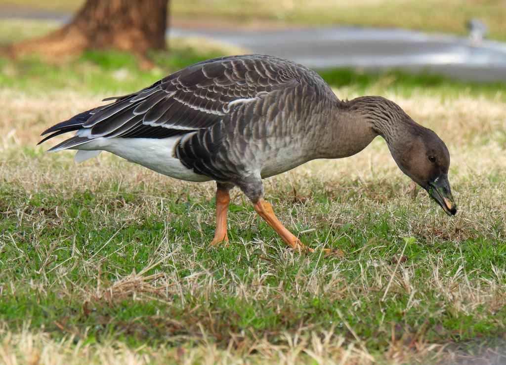 Grey Geese from Ōmori, Ota City, Tokyo, Japan on December 22, 2022 at ...