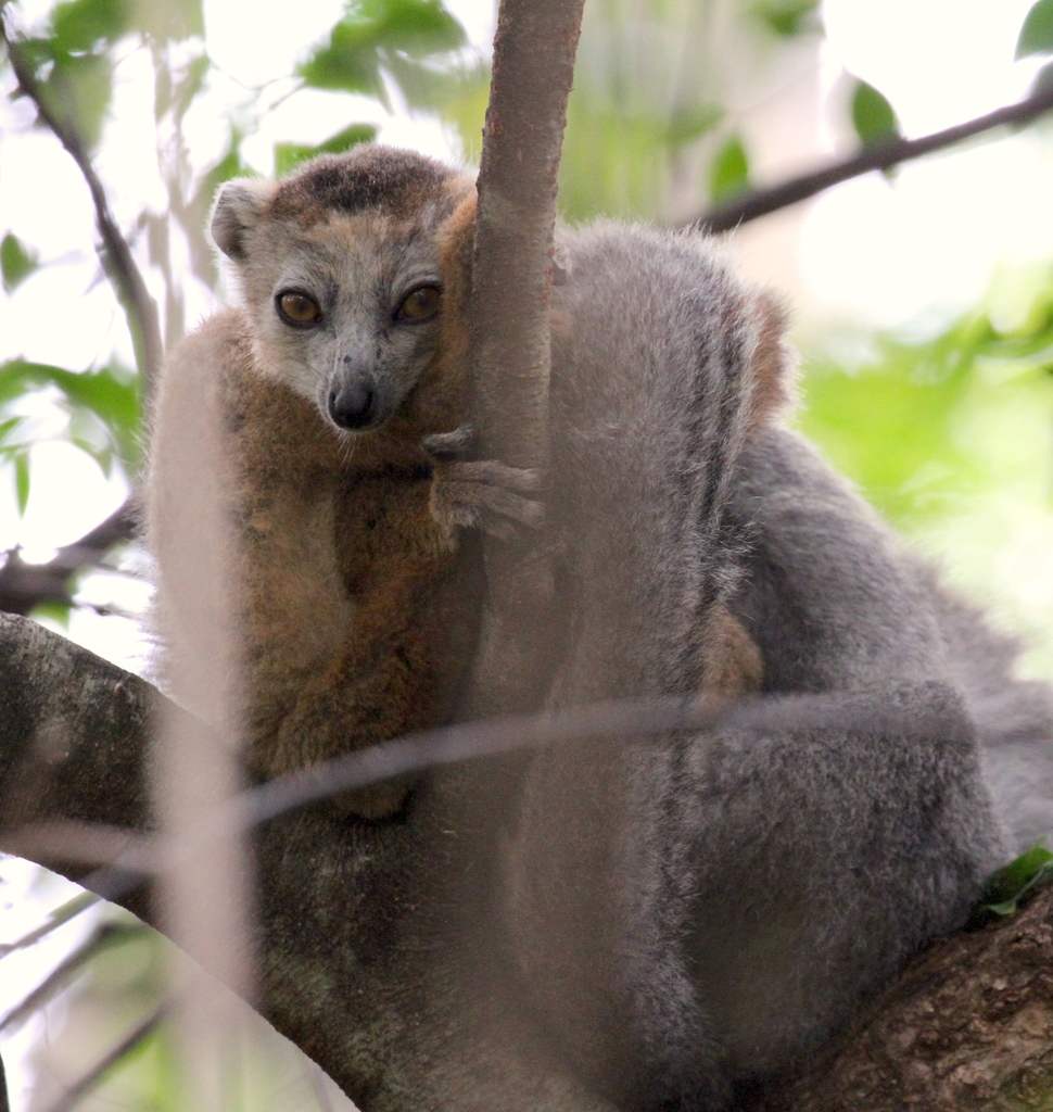 Typical Lemurs (Lemuridae) - Know Your Mammals