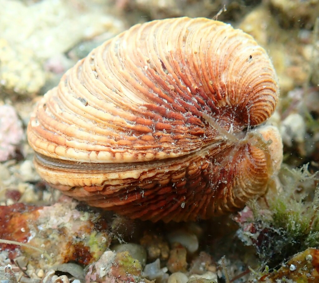 Warty Venus Clam from Ecrehous, Jersey on 07 September, 2022 at 09:31 ...