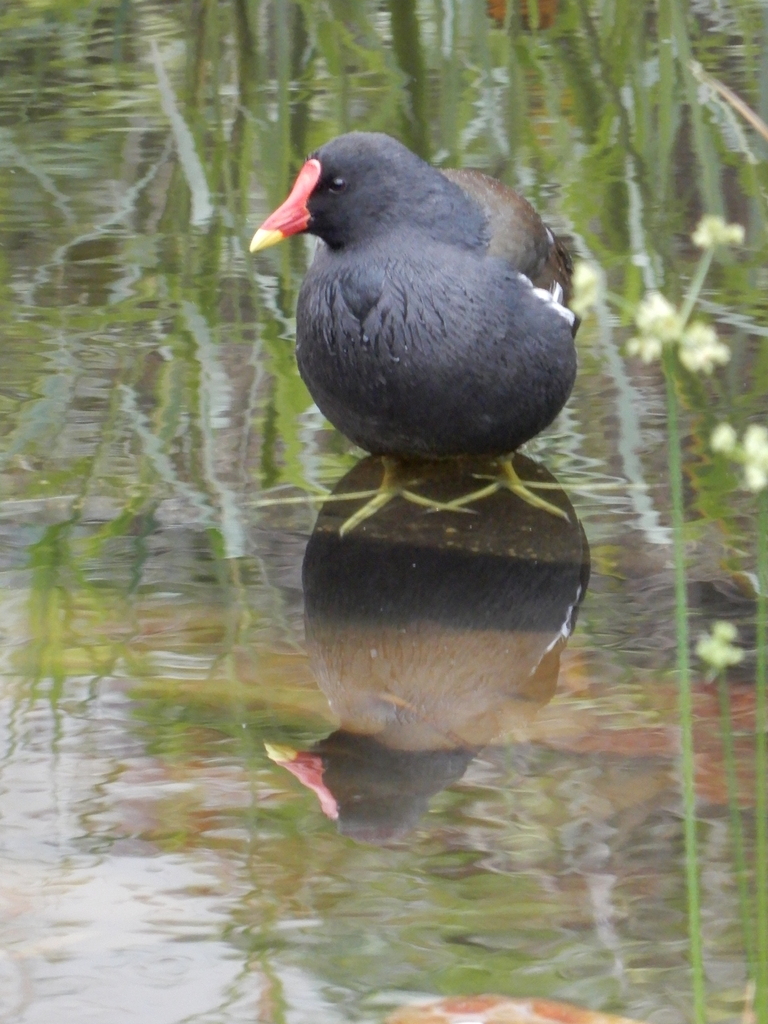 Eurasian Common Moorhen from 臺北植物園, Zhongzheng, Taipei, Taiwan on ...