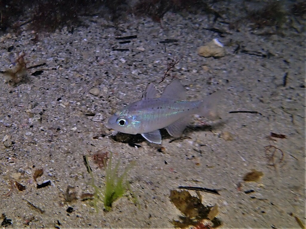 Western Gobbleguts from N Mole Dr, North Fremantle WA 6159, Australia ...