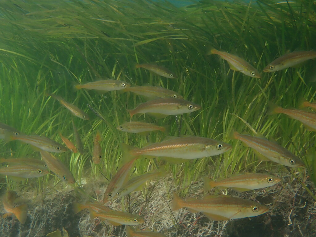 Atlantic pollock from Ecrehous, Jersey on September 07, 2022 at 10:34 ...