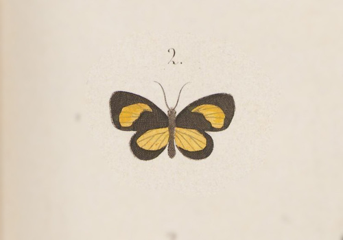 Callidula pleioxantha · iNaturalist