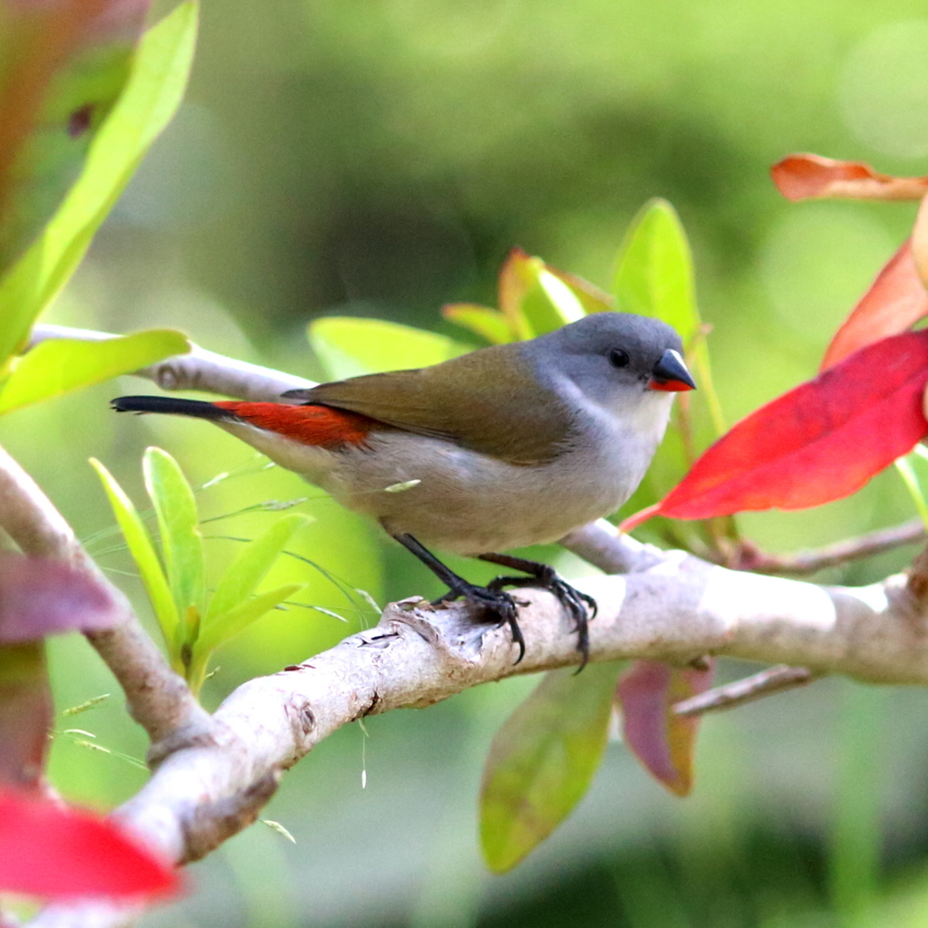 Swee Waxbill from Stellenbosch University Botanical Garden on December ...