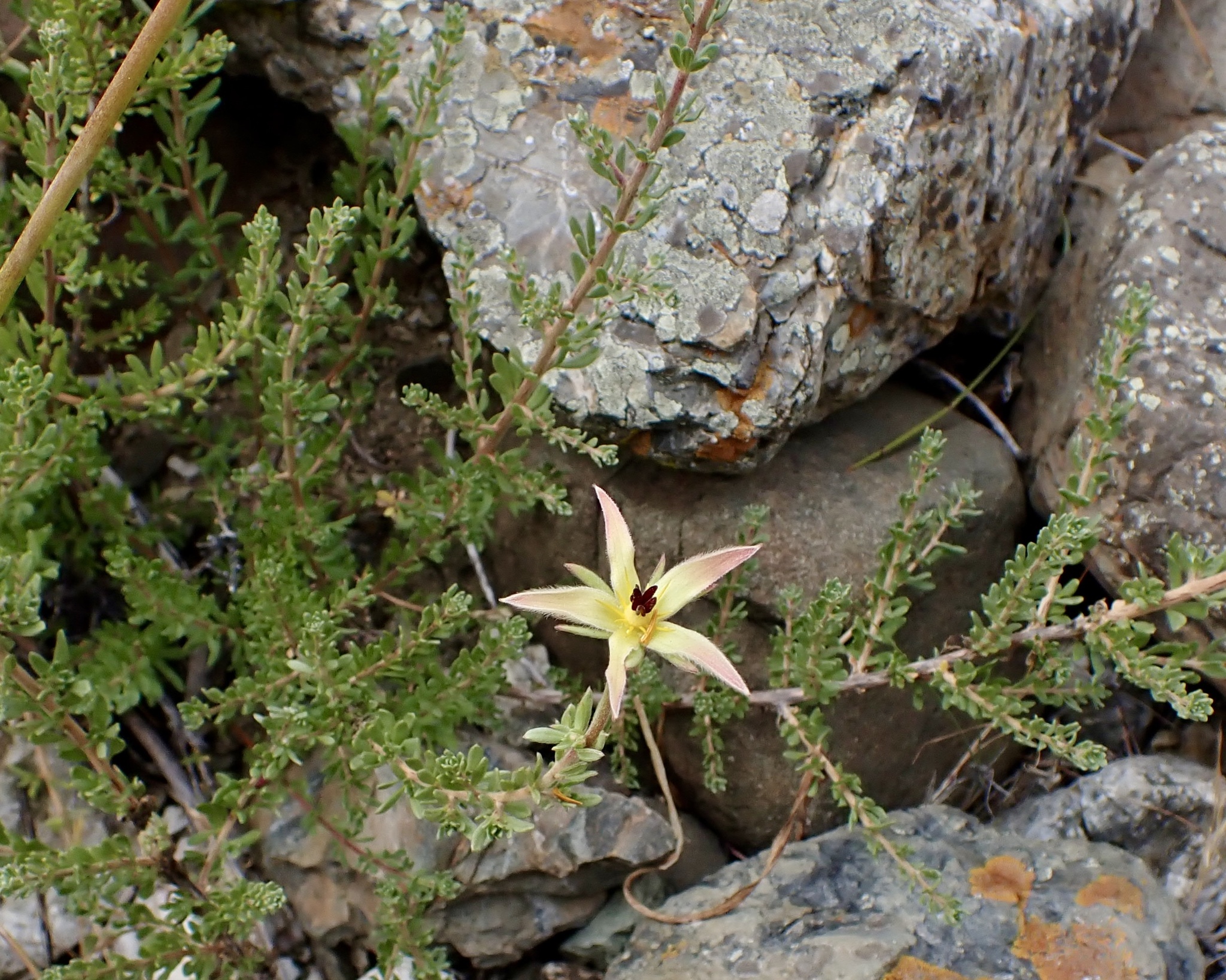 Balbisia peduncularis (Lindl.) D.Don