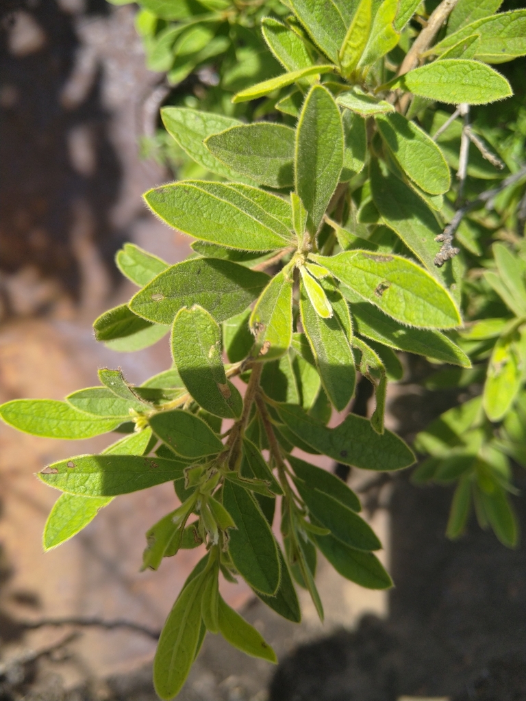 Transvaal Bluebush from Carletonville, 2499, South Africa on December ...