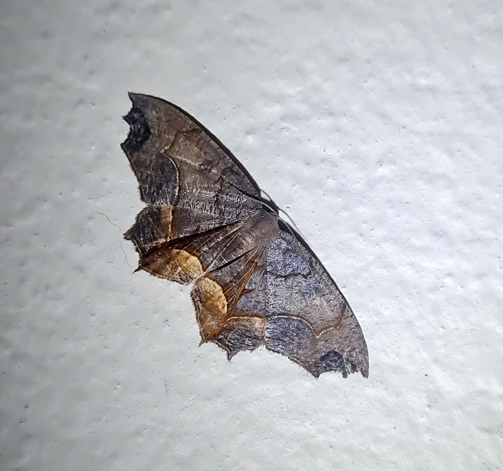 Epiplema arcuata from Rumtek, Sikkim, India on June 25, 2022 at 11:39 ...