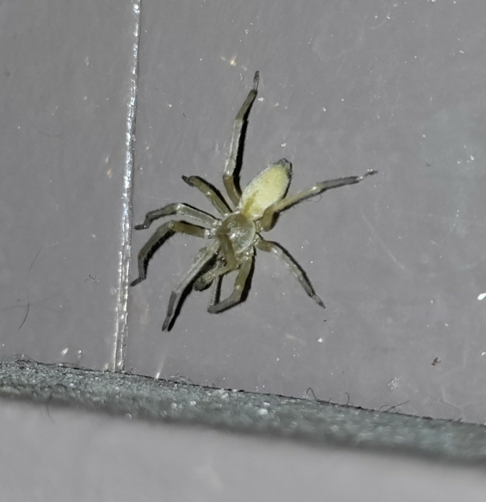 Longlegged Sac Spiders from Elizabeth at Duke westbound, Guelph, ON N1E ...