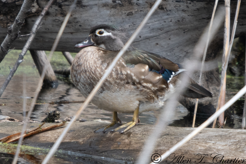 Wood Duck from Brownstown Charter Twp, MI, USA on April 27, 2022 at 01: ...