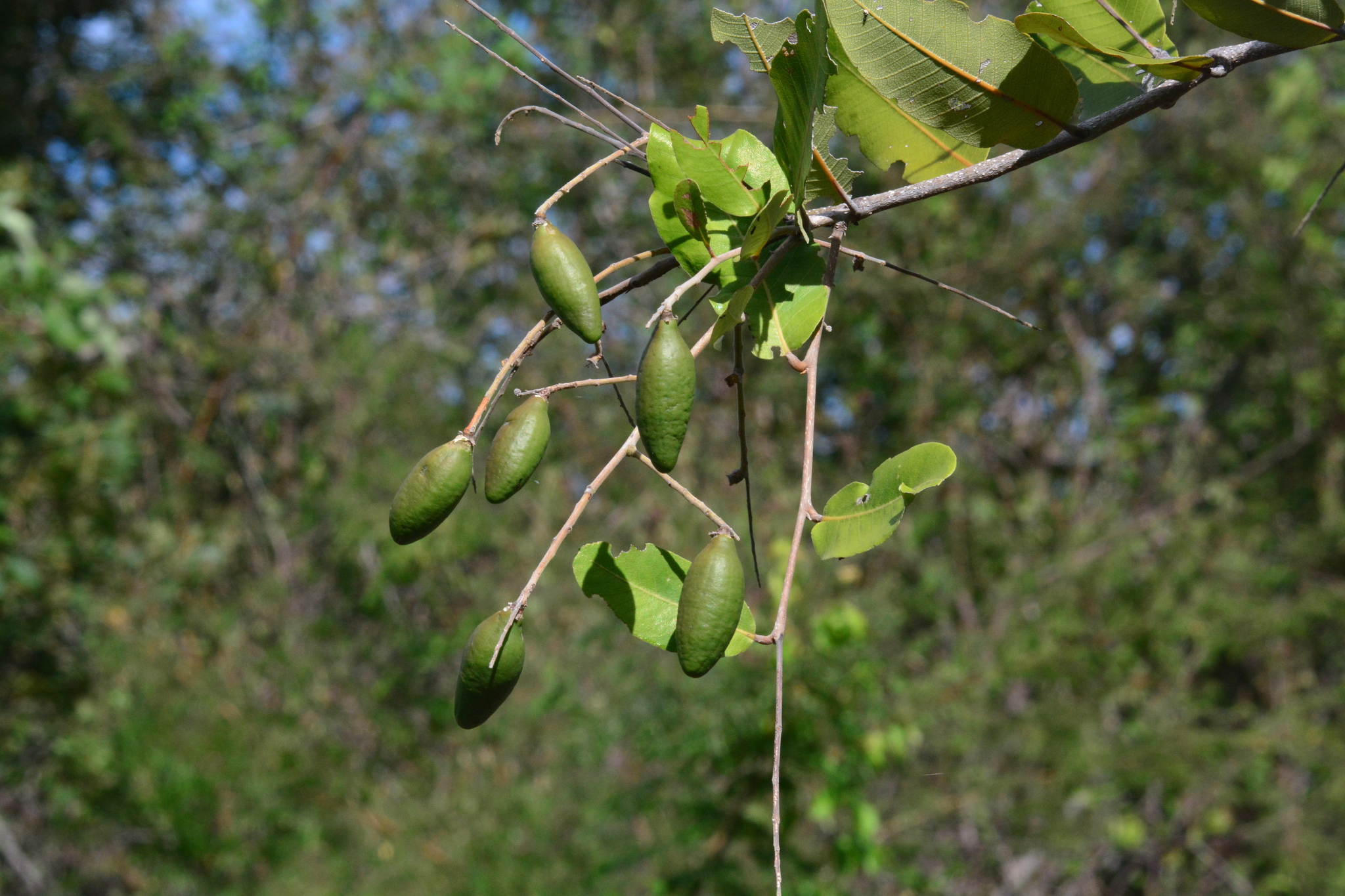 Licania rigida Benth.