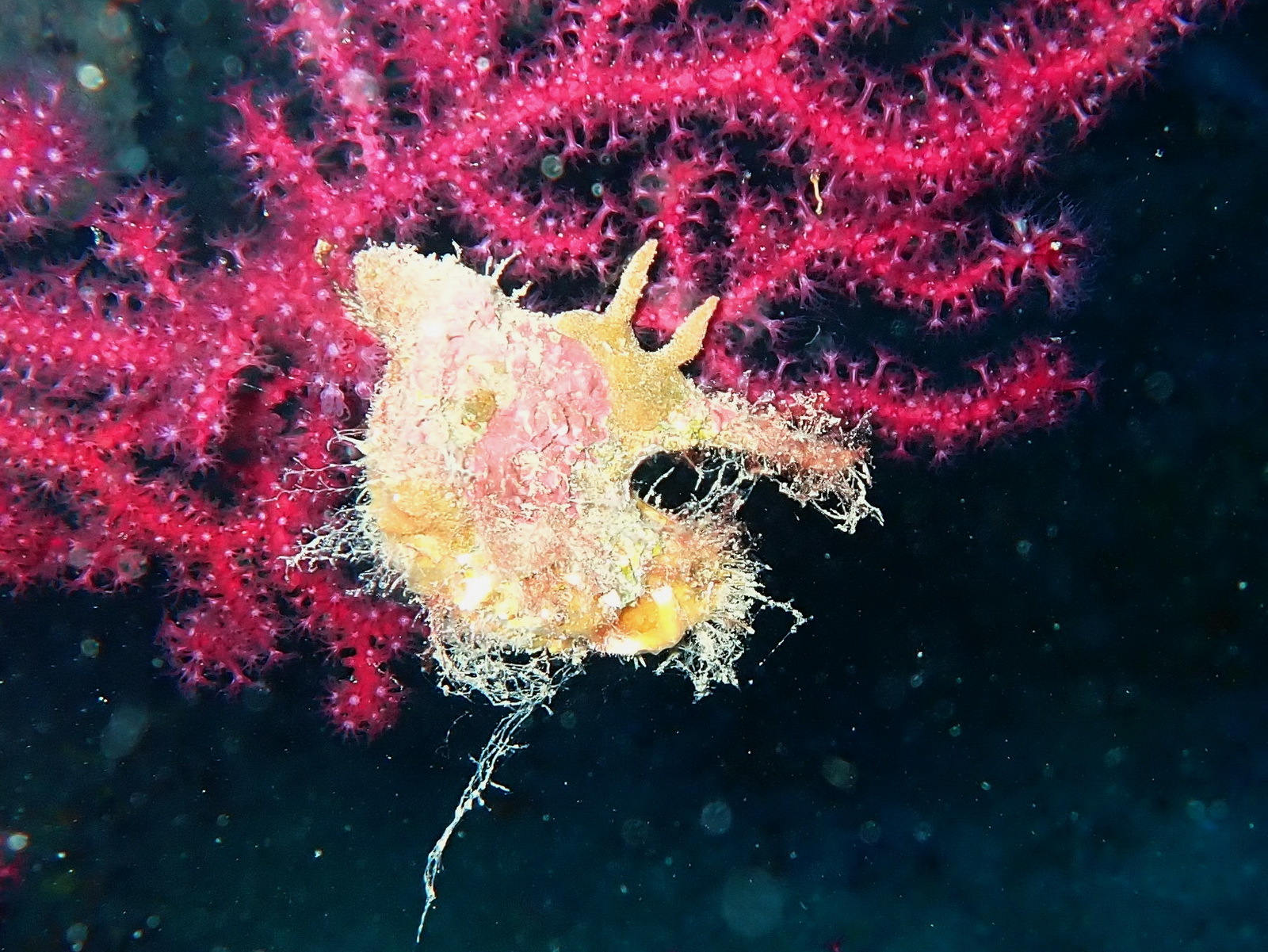 Pteria hirundo (Linnaeus, 1758)