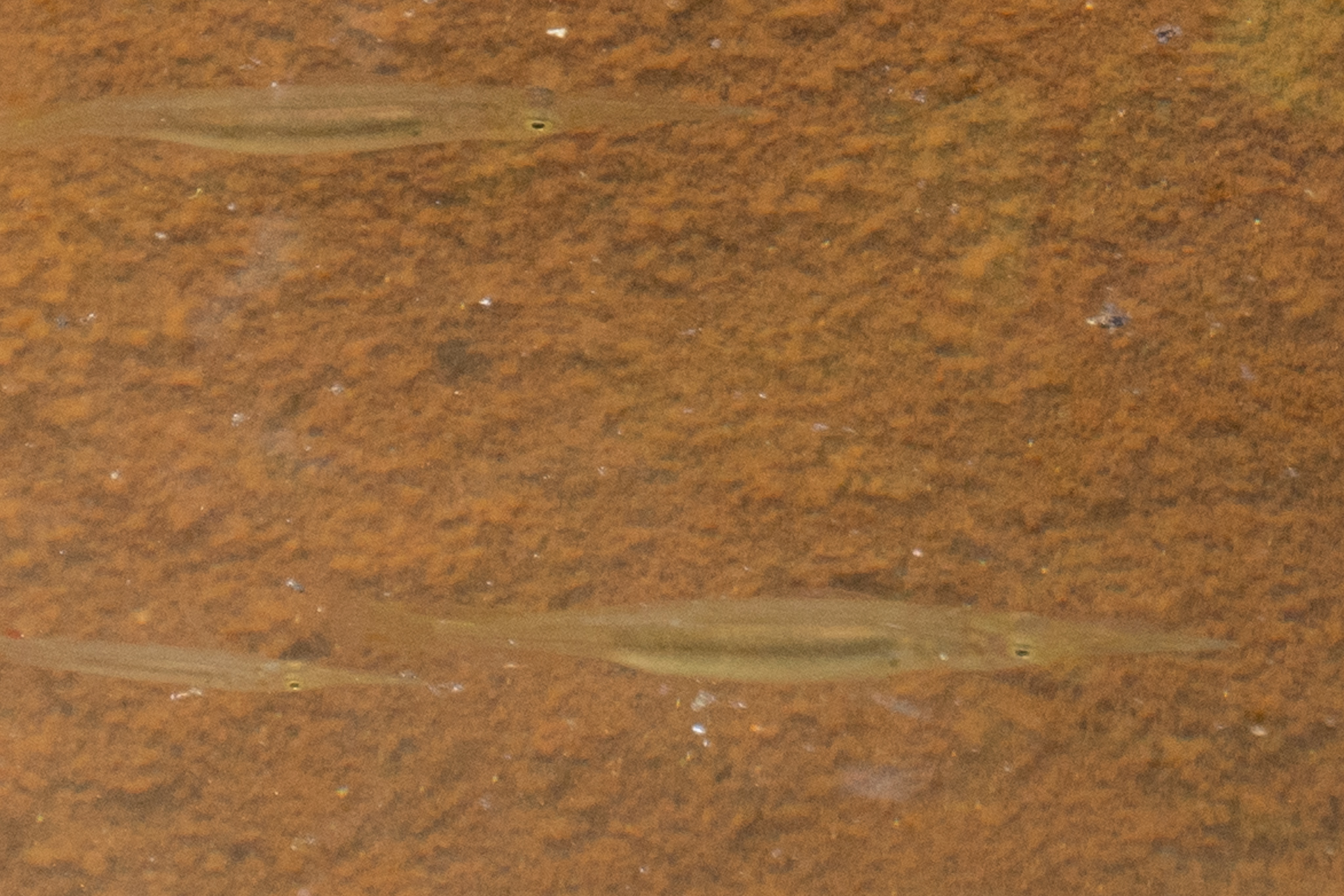 Dermogenys collettei Meisner, 2001