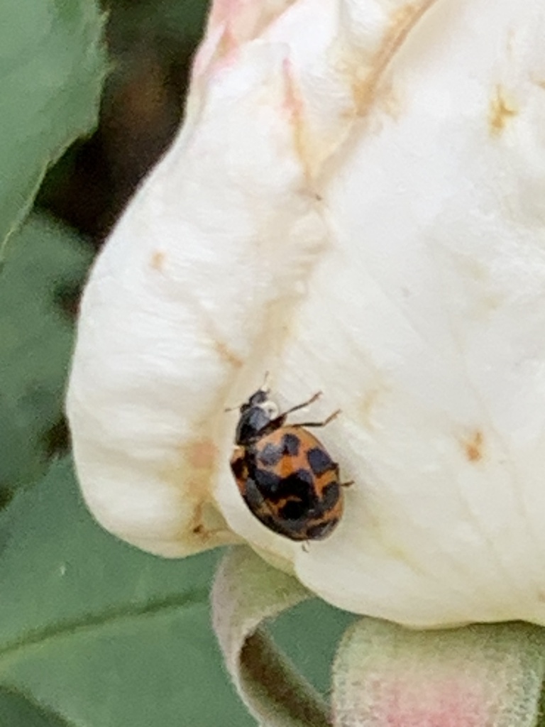 Asian Lady Beetle in December 2022 by Carolyn Barkow · iNaturalist
