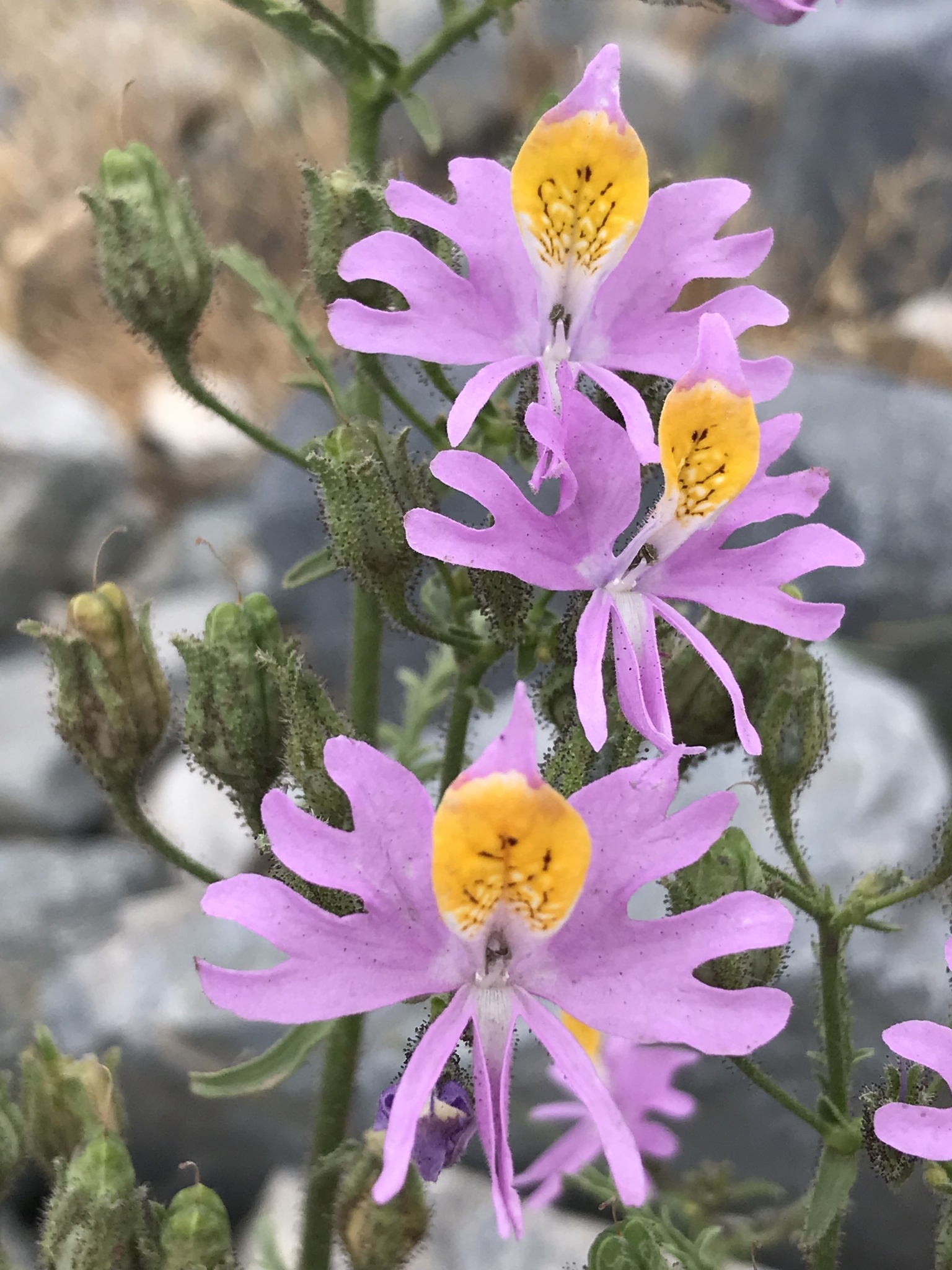 Schizanthus hookeri Gillies ex Graham