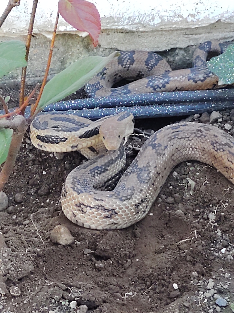 Gibson's Gopher Snake from Antigua Guatemala, Guatemala on December 31 ...