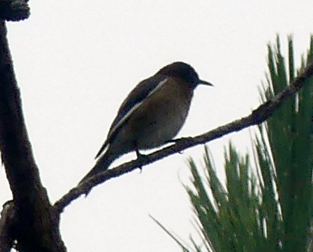 Hartlaubius auratus (Statius Muller, 1776)