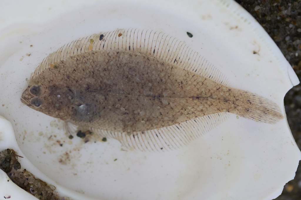 Smallmouth Flounder from Provincetown, MA, USA on December 31, 2022 at ...