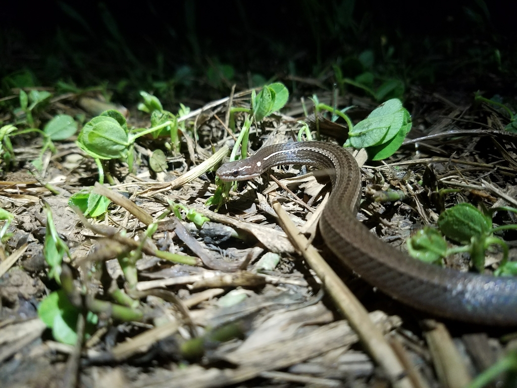 Black-striped Snake from toucan ridge ecology on June 11, 2018 by ...