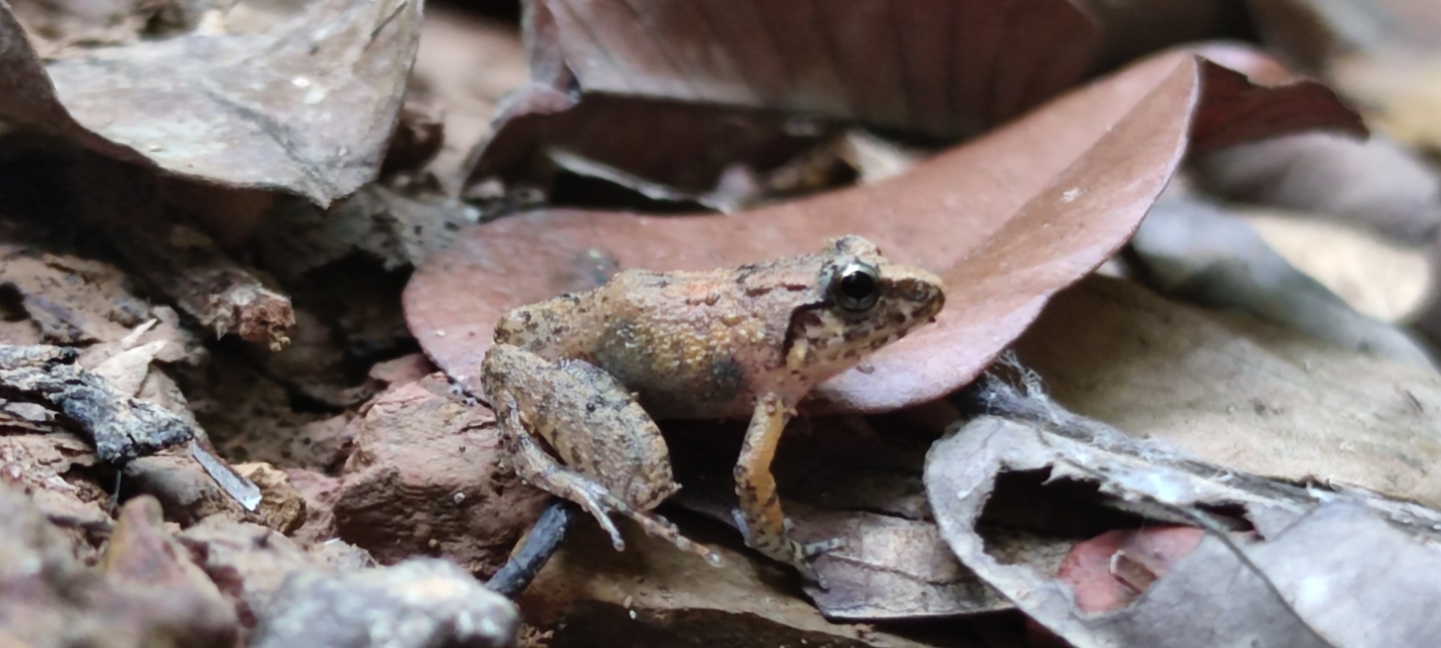 Limnonectes hascheanus (Stoliczka, 1870)