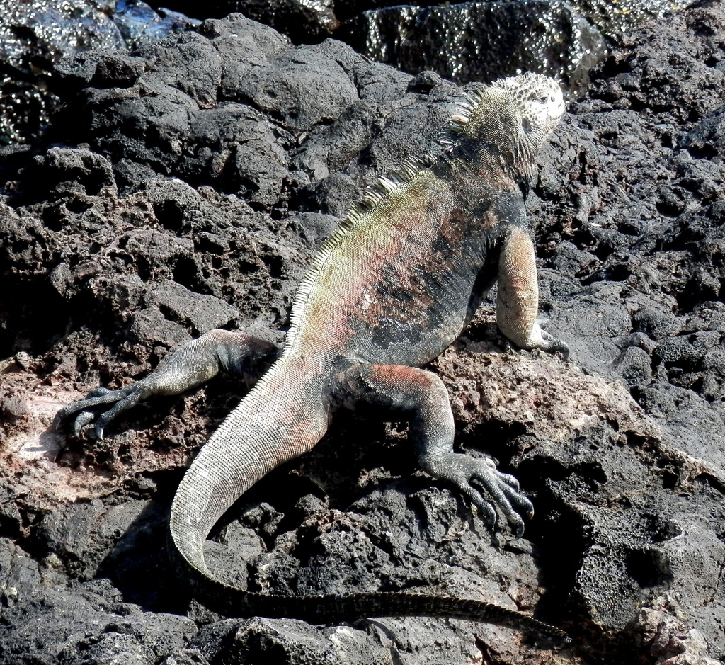 San Cristóbal Marine Iguana in January 2018 by Andy Goerdel - Texas ...