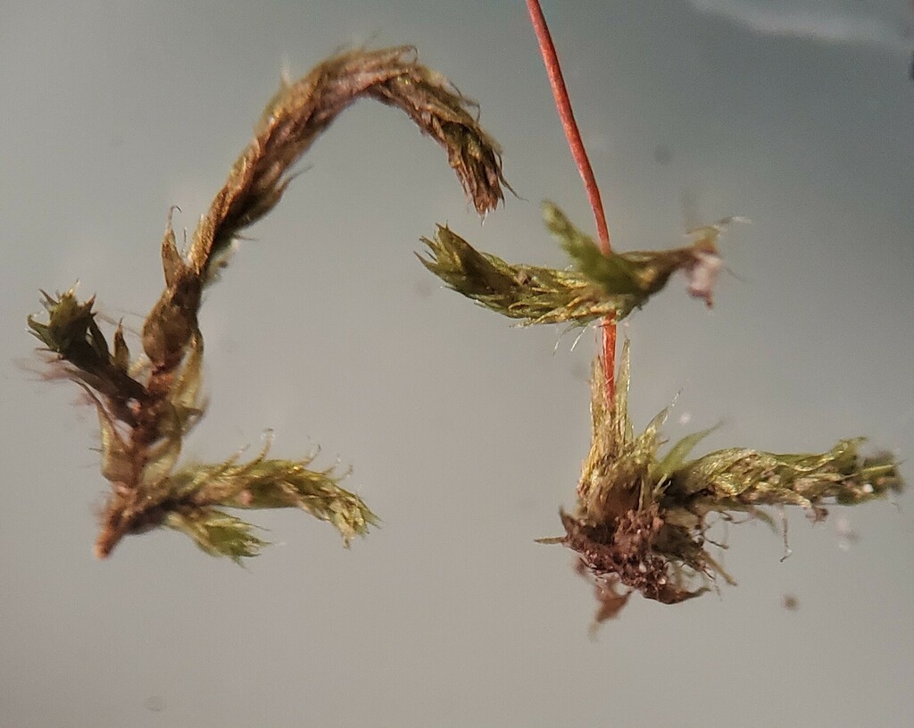 Flat-brocade Moss from Westchester County, NY, USA on December 30, 2022 ...