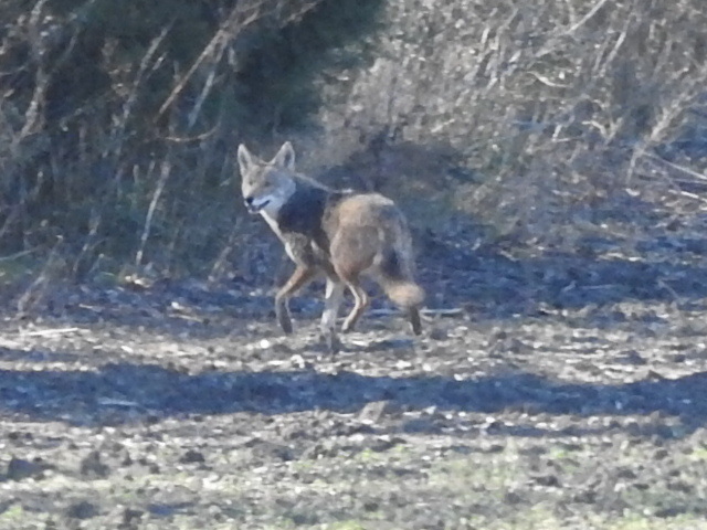 Coyote from Dallas County, TX, USA on December 31, 2022 at 10:40 AM by ...