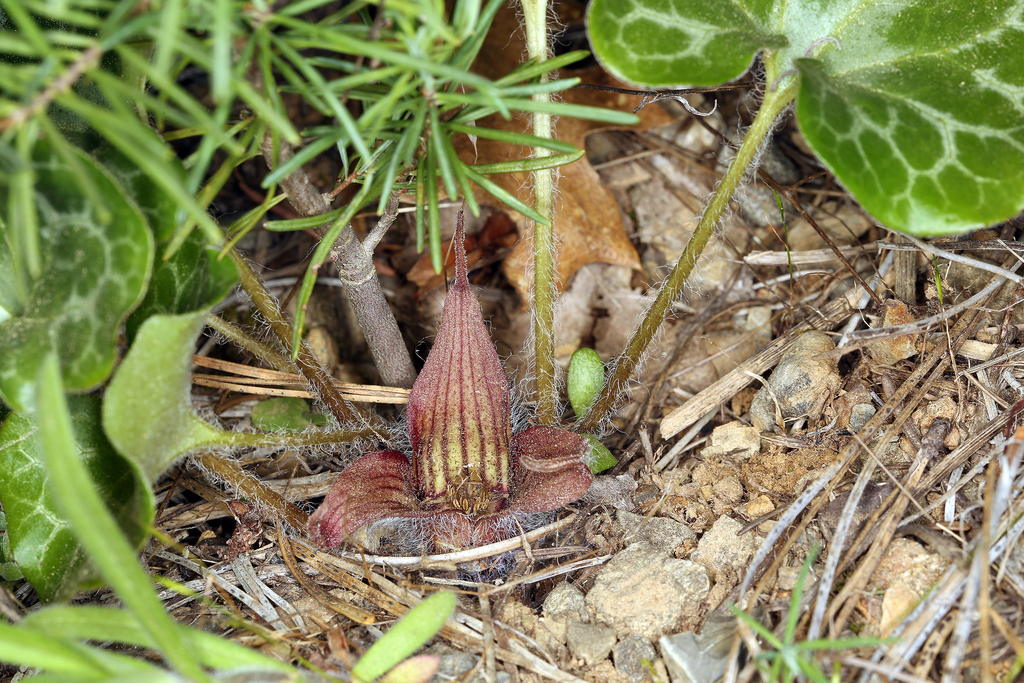 Hartweg's wild ginger from Cabin Creek Trail Head, CA 96017, USA on May ...