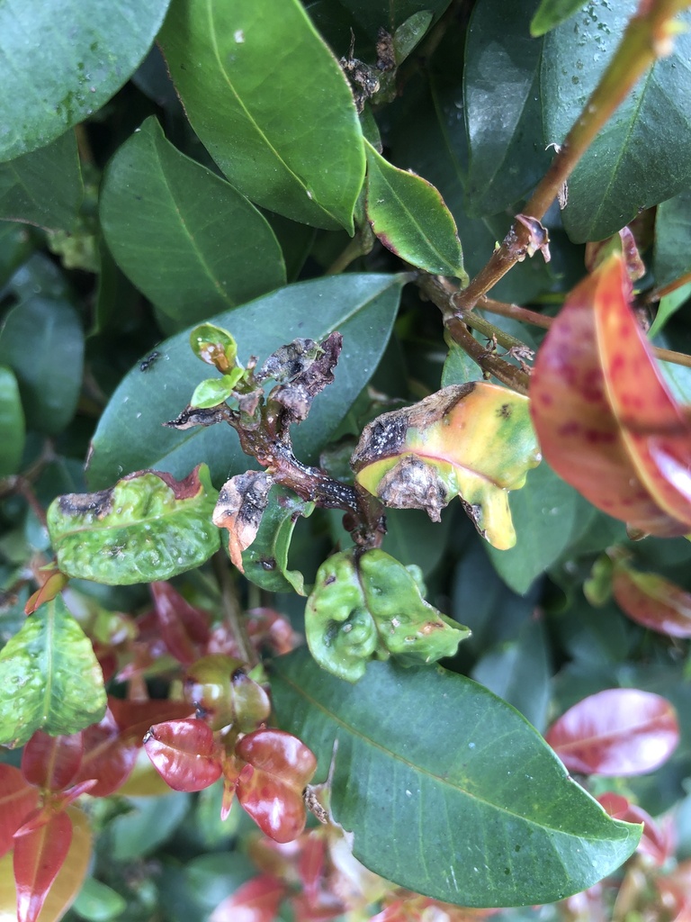 Myrtle Rust from Royal Oak Intermediate School, Auckland, Auckland, NZ ...