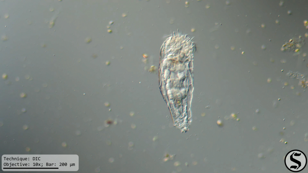 Epiphanes senta in December 2022 by Shane Smith · iNaturalist