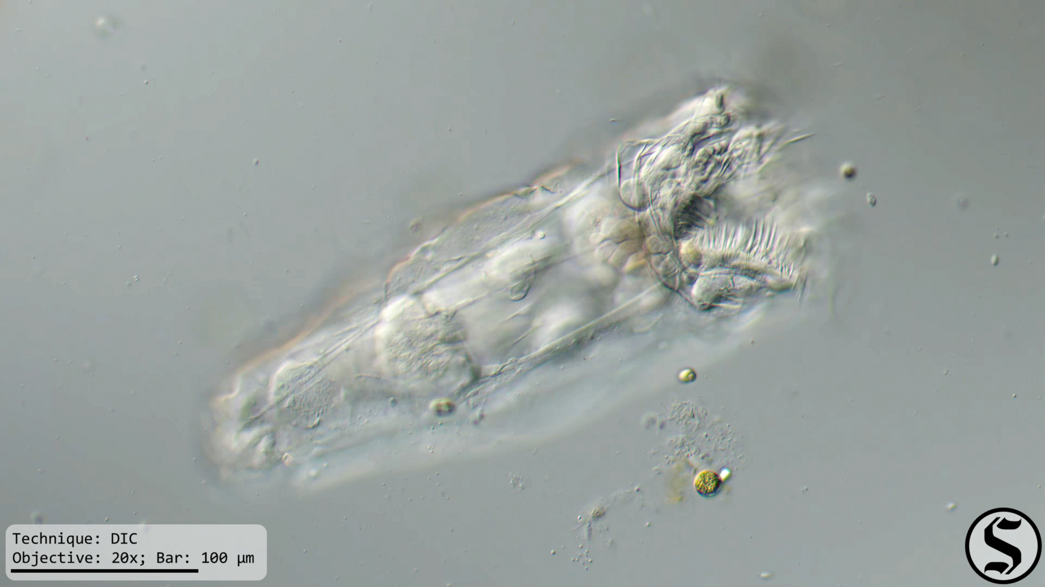 Epiphanes senta (Müller, 1773)