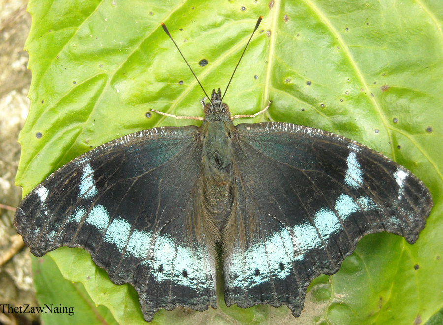 Chinese Blue Admiral (Butterflies of Myanmar (Burma)) · iNaturalist