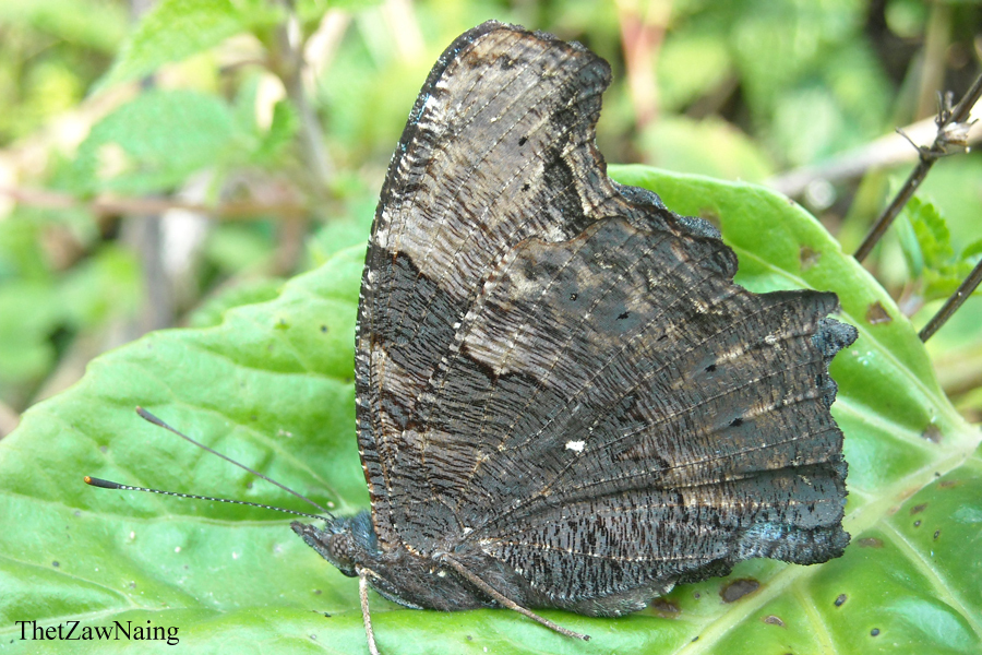 Chinese Blue Admiral (Butterflies of Myanmar (Burma)) · iNaturalist