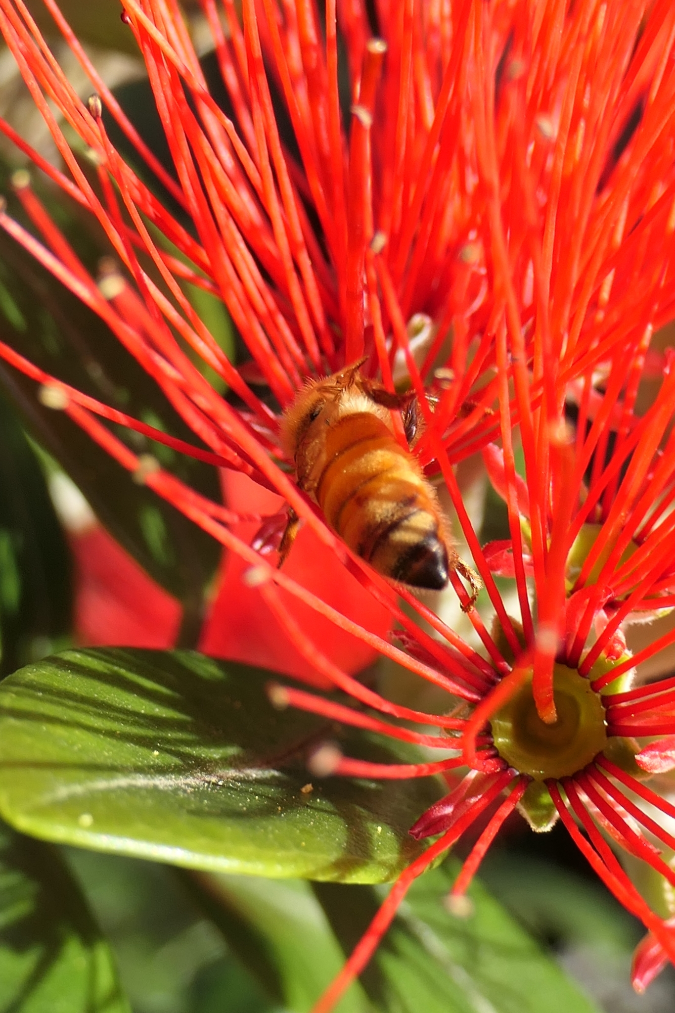 Apis mellifera Linnaeus, 1758