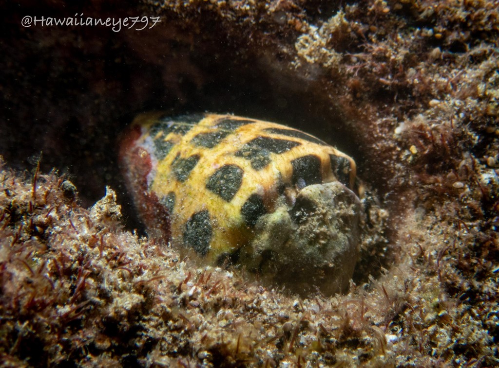 Black-and-white Cone Snail from Kahauloa Cove on December 28, 2022 at ...