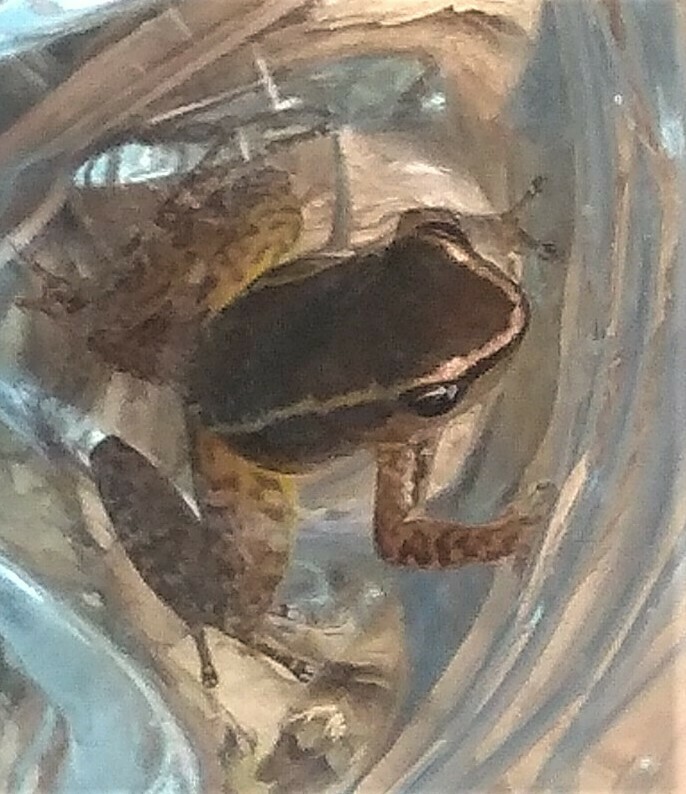 Colostethus ruthveni (Anfibios El Dorado) · iNaturalist