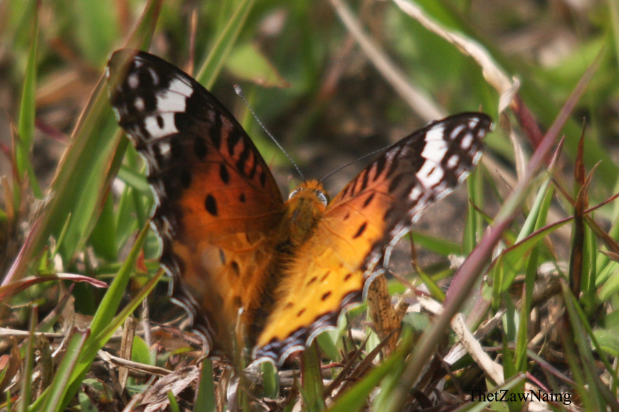 Chinese Tropical Fritillary (Butterflies of Myanmar (Burma)) · iNaturalist