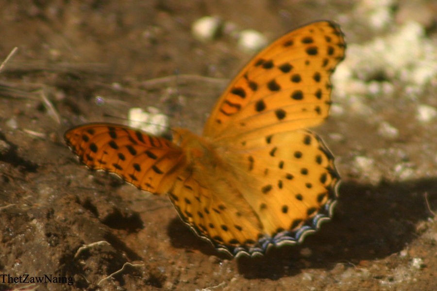 Chinese Tropical Fritillary (Butterflies of Myanmar (Burma)) · iNaturalist