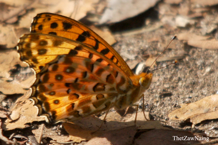 Chinese Tropical Fritillary (Butterflies of Myanmar (Burma)) · iNaturalist