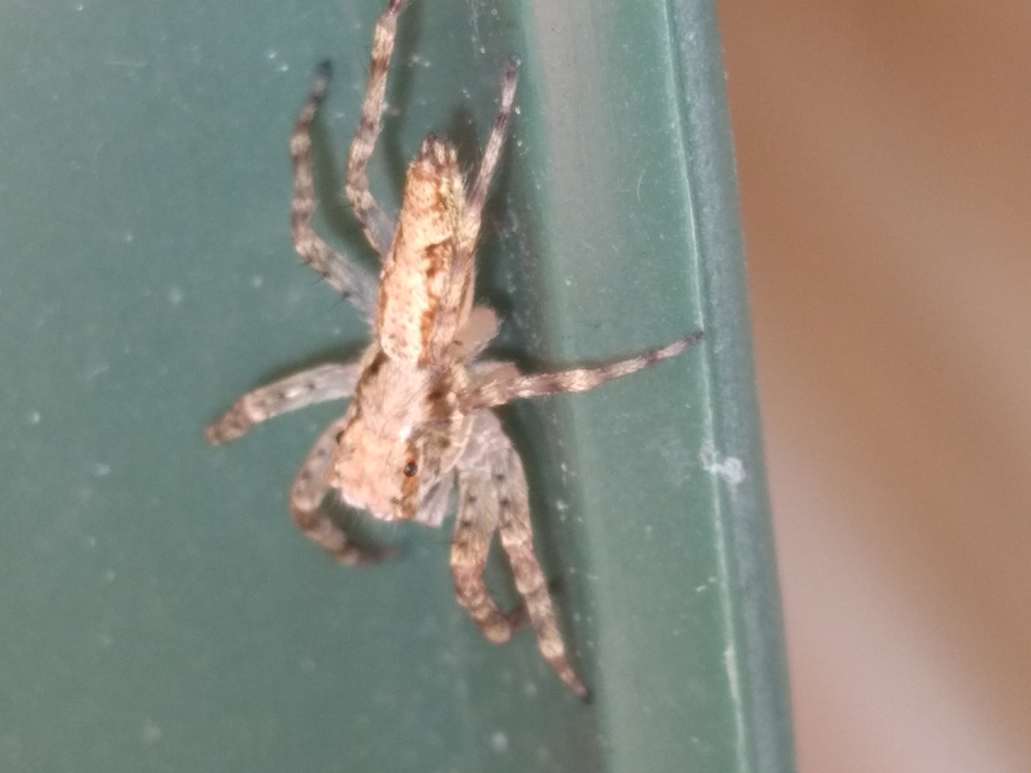 Arachnida