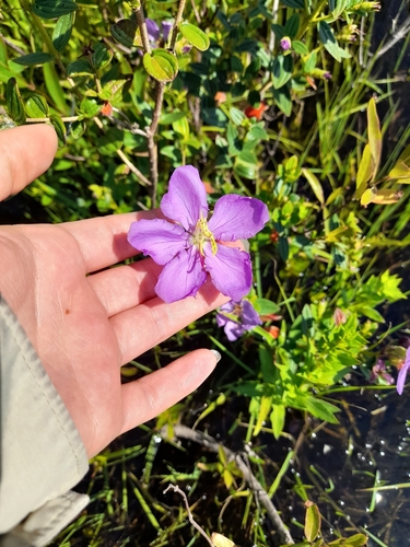 Pleroma asperius · iNaturalist