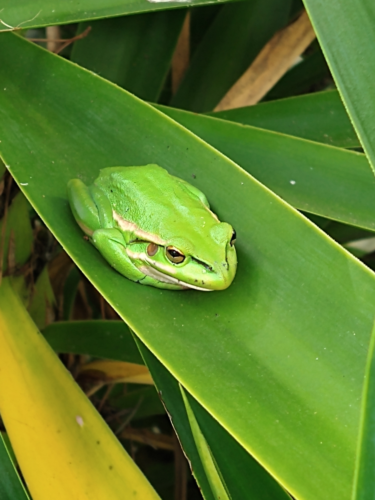 Amphibia
