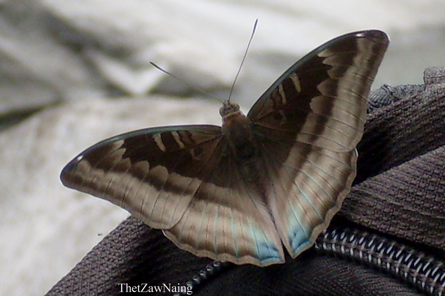Indian Commodore (Butterflies of Myanmar (Burma)) · iNaturalist