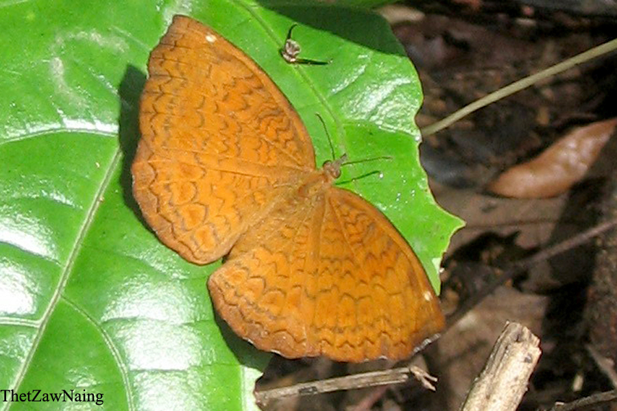 Common Castor Butterfly (Butterflies of Myanmar (Burma)) · iNaturalist