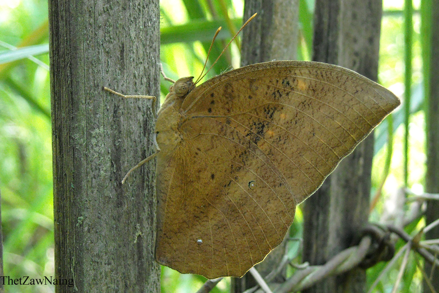 Common Duffer (Butterflies of Myanmar (Burma)) · iNaturalist