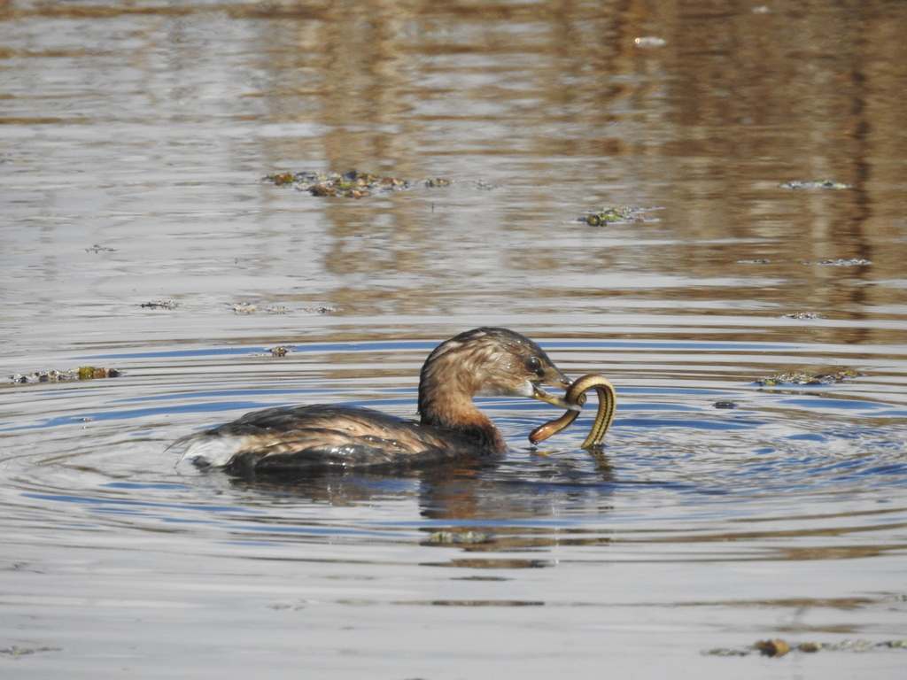 Glossy Swampsnake from Cameron Parish, LA, USA on December 31, 2022 at ...