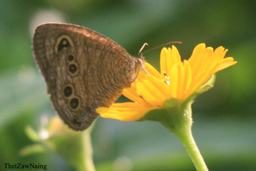 Common Five-ring (Butterflies of Myanmar (Burma)) · iNaturalist