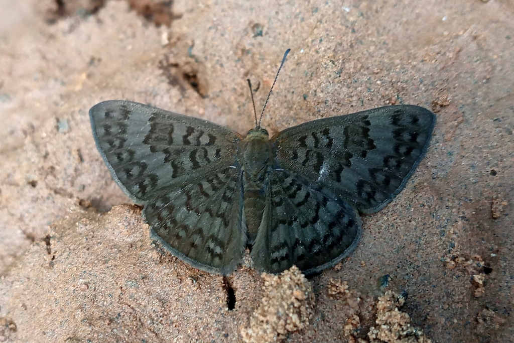 Emesis ocypore (Borboletas de Rio Claro, SP/Butterflies of Rio Claro ...